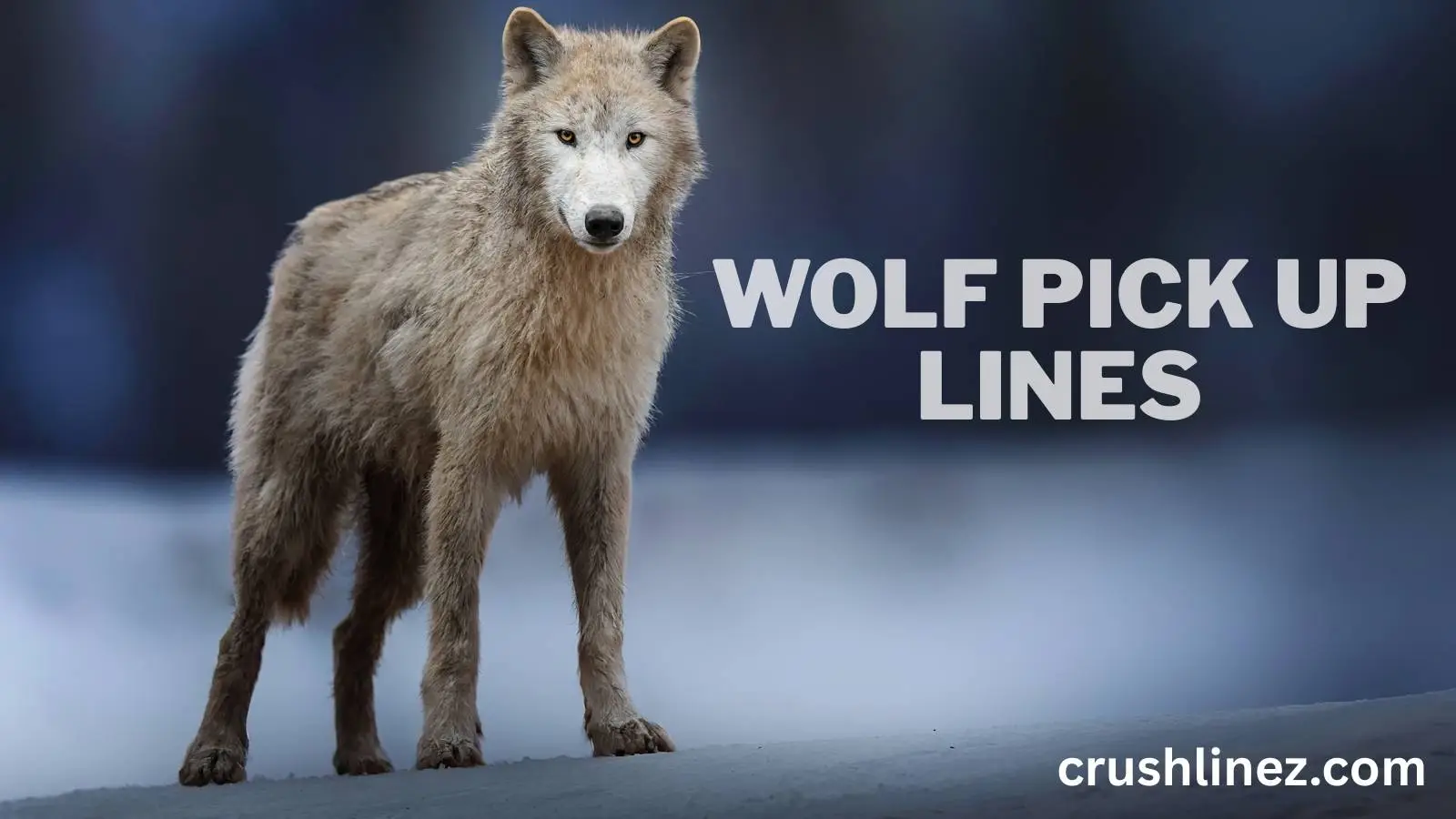 560+ 🐺 Animal Wolf Pick Up Lines (2026)